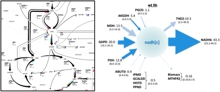 Mechanistic Models of Metabolic Flux - Agile BioFoundry