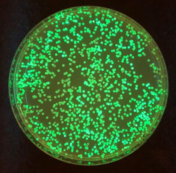 Agile BioFoundry Research Wins R&D 100 Award - Agile BioFoundry