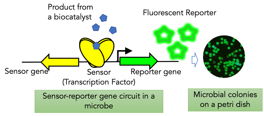 Biosensors Agile Biofoundry