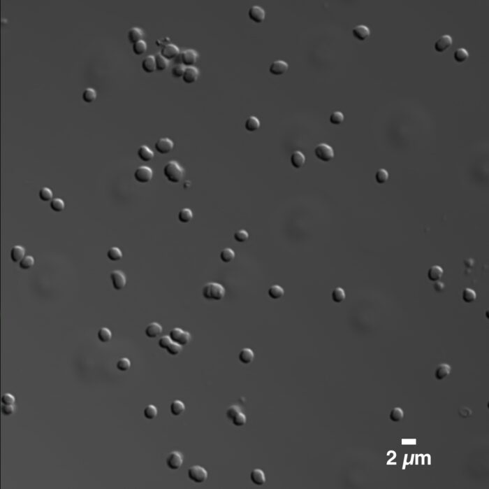 Expanding a Microbe’s Synthetic Biology Toolkit with the University of ...