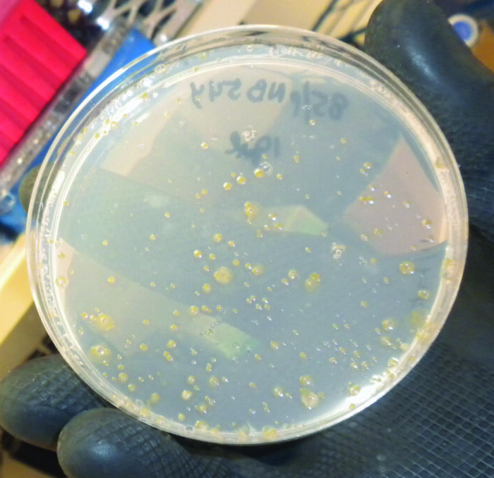 Expanding a Microbe’s Synthetic Biology Toolkit with the University of ...